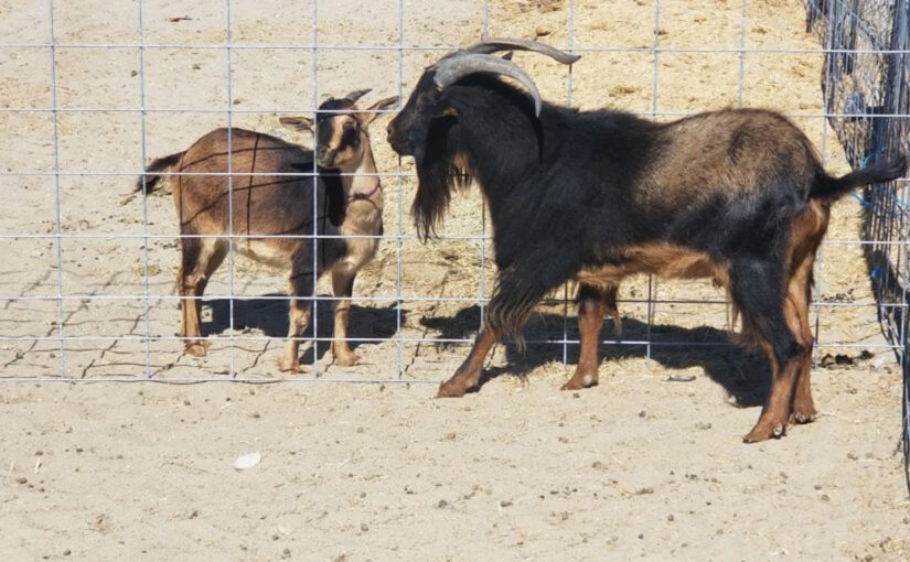 What Makes a Good Buck Goat? - Goat Journal